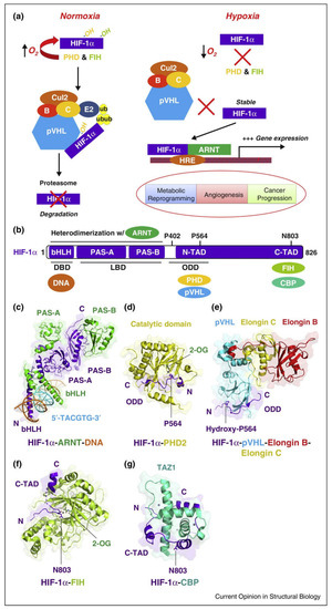 The Role of HIF-1α in Bone Regeneration: A New Direction and Challenge ...
