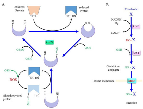 Critical Roles of the Cysteine–Glutathione Axis in the Production of γ ...