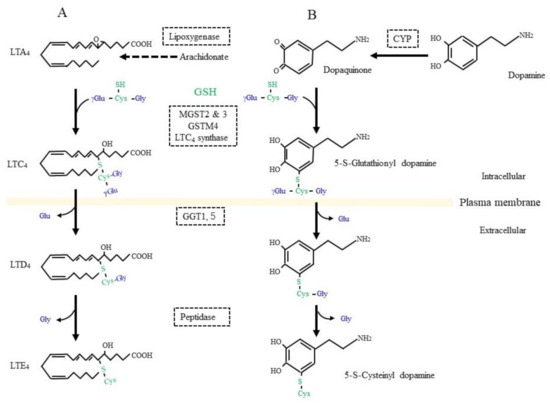 Critical Roles of the Cysteine–Glutathione Axis in the Production of γ ...