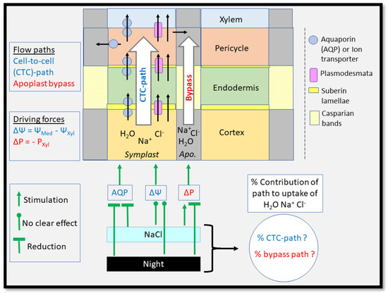 Salt Stress—Regulation of Root Water Uptake in a Whole-Plant and ...
