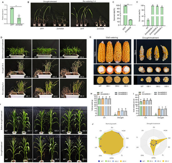 Maize Transcription Factor ZmHsf28 Positively Regulates Plant Drought ...