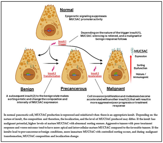 Predictive Value of MUC5AC Signature in Pancreatic Ductal ...