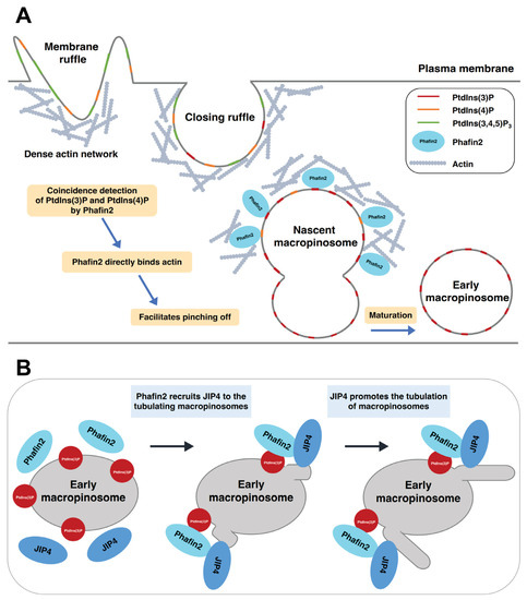 Phafins Are More Than Phosphoinositide-Binding Proteins