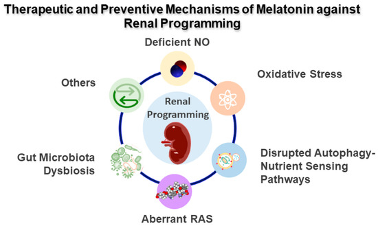 Melatonin and Kidney Health: From Fetal Stage to Later Life