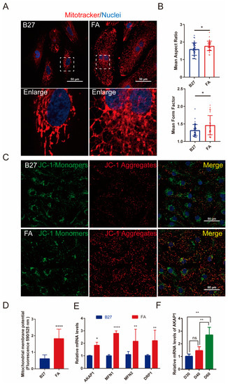 IJMS | Free Full-Text | AKAP1 Regulates Mitochondrial Dynamics during ...