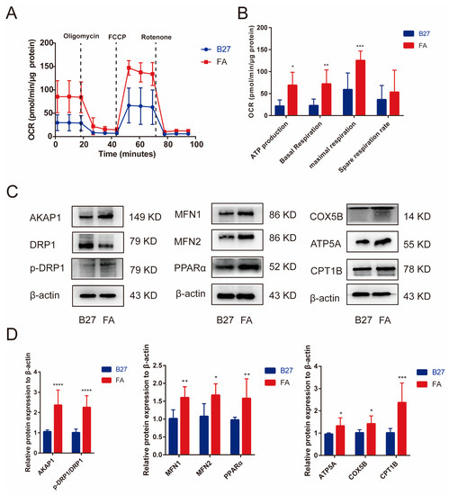IJMS | Free Full-Text | AKAP1 Regulates Mitochondrial Dynamics during ...