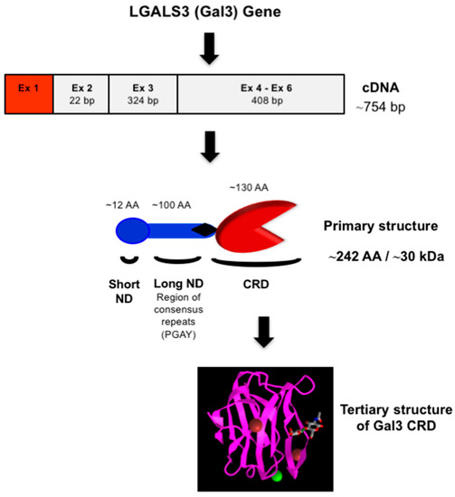 Development of Galectin-3 Targeting Drugs for Therapeutic Applications ...