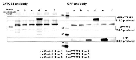 Generation and Characterization of CYP2E1-Overexpressing HepG2 Cells to ...