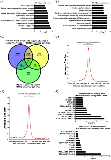 MYCN Amplification Is Associated with Reduced Expression of Genes ...