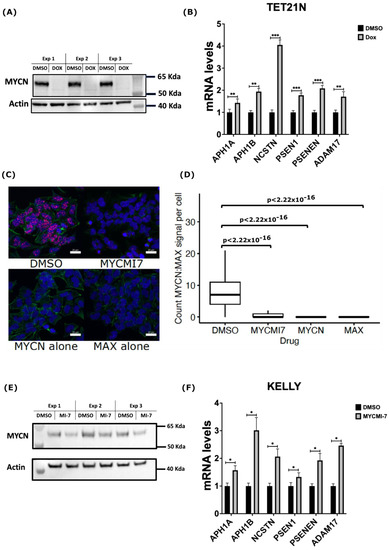 MYCN Amplification Is Associated with Reduced Expression of Genes ...