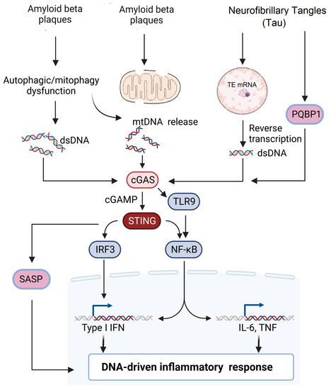 IJMS | Free Full-Text | Role of cGAS–Sting Signaling in Alzheimer’s Disease