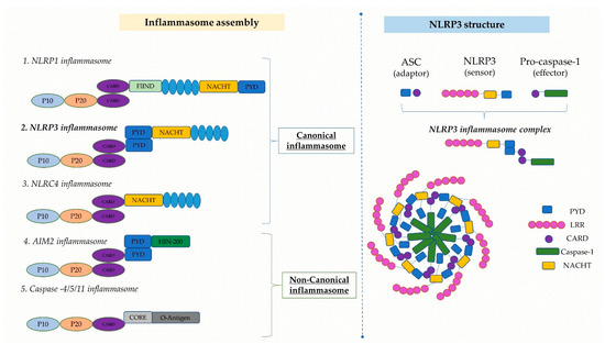Portrayal of NLRP3 Inflammasome in Atherosclerosis: Current Knowledge ...