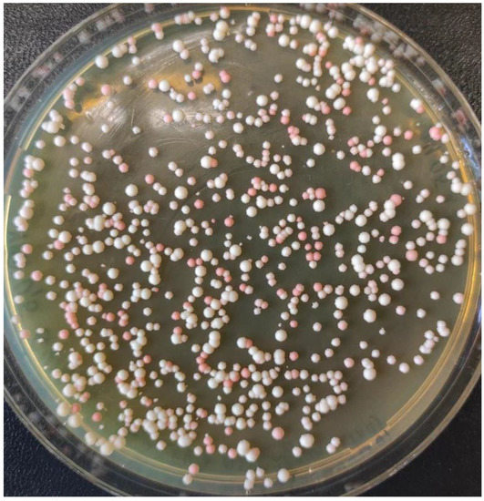 A Split-Marker System for CRISPR-Cas9 Genome Editing in Methylotrophic ...