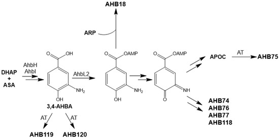 Uncovering the Cryptic Gene Cluster ahb for 3-amino-4-hydroxybenzoate ...