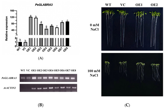 Populus euphratica GLABRA3 Binds PLDδ Promoters to Enhance Salt Tolerance