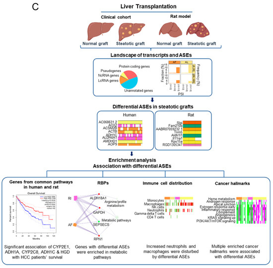 The Landscape of Aberrant Alternative Splicing Events in Steatotic ...