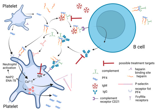 Novel Knowledge about Molecular Mechanisms of Heparin-Induced ...