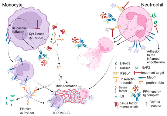 Novel Knowledge about Molecular Mechanisms of Heparin-Induced ...