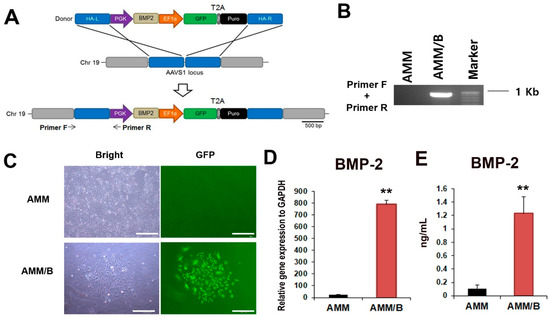 IJMS | Free Full-Text | BMP-2 Genome-Edited Human MSCs Protect against Cartilage Degeneration ...