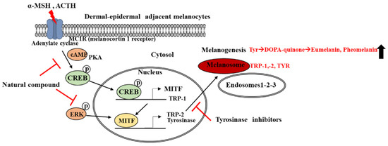 Naturally-Occurring Tyrosinase Inhibitors Classified by Enzyme Kinetics ...