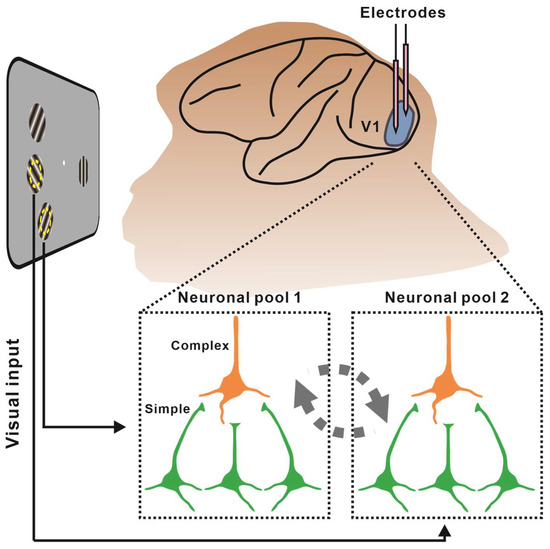 Spatial Attention Modulates Neuronal Interactions Between Simple And Complex Cells In V1