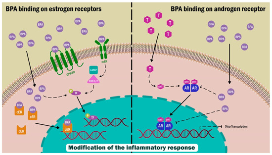 New Evidence on BPA’s Role in Adipose Tissue Development of ...