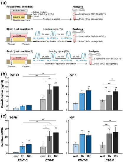 Local Concentrations of TGF-β1 and IGF-1 Appear Determinant in ...