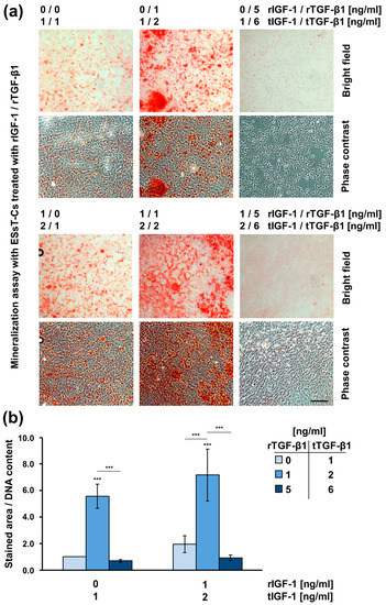 Local Concentrations of TGF-β1 and IGF-1 Appear Determinant in ...
