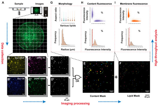 Quantification of Giant Unilamellar Vesicle Fusion Products by High ...
