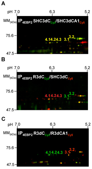 Dihydropyrimidinase-Related Protein 2 Is a New Partner in the Binding ...