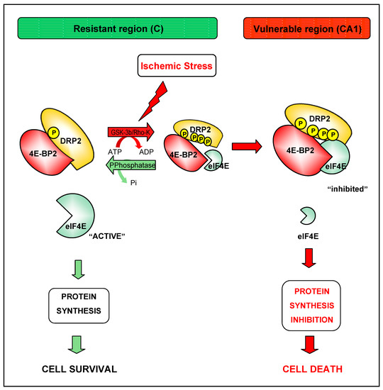 Dihydropyrimidinase-Related Protein 2 Is a New Partner in the Binding ...