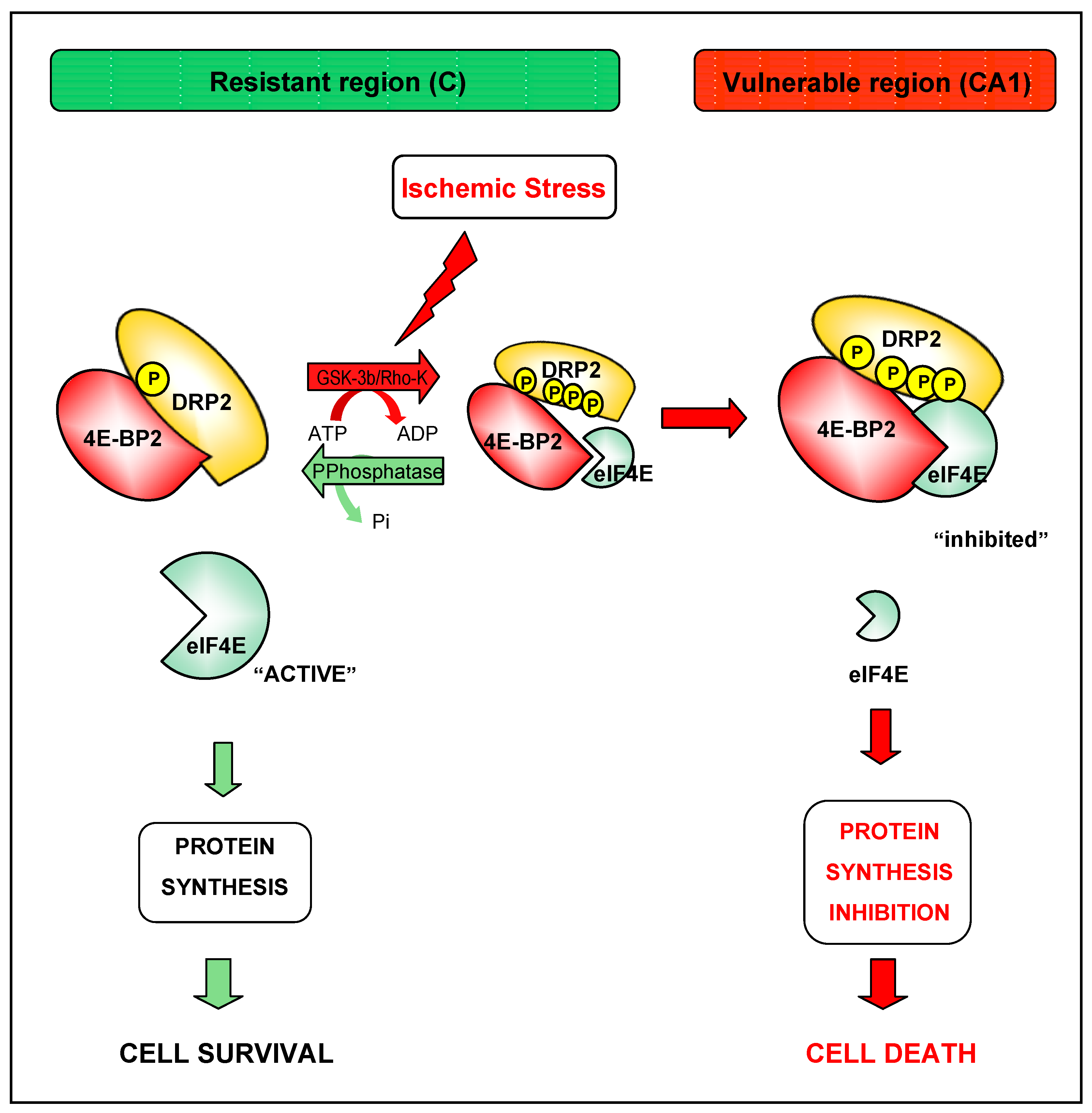 Dihydropyrimidinase-Related Protein 2 Is a New Partner in the Binding ...
