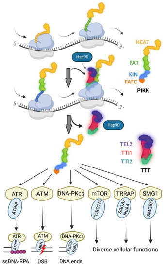 TTT (Tel2-Tti1-Tti2) Complex, the Co-Chaperone of PIKKs and a Potential ...