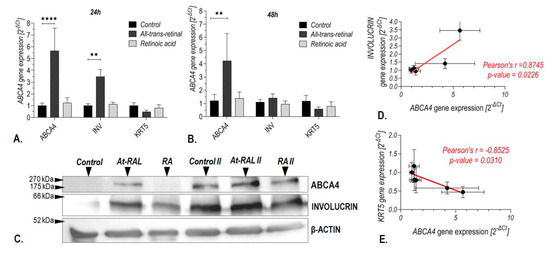 Role of the ABCA4 Gene Expression in the Clearance of Toxic Vitamin A ...