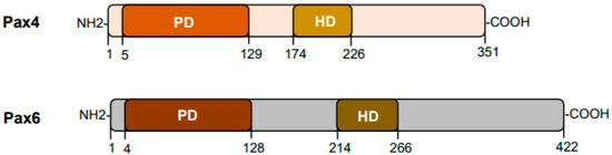Pax4 in Health and Diabetes