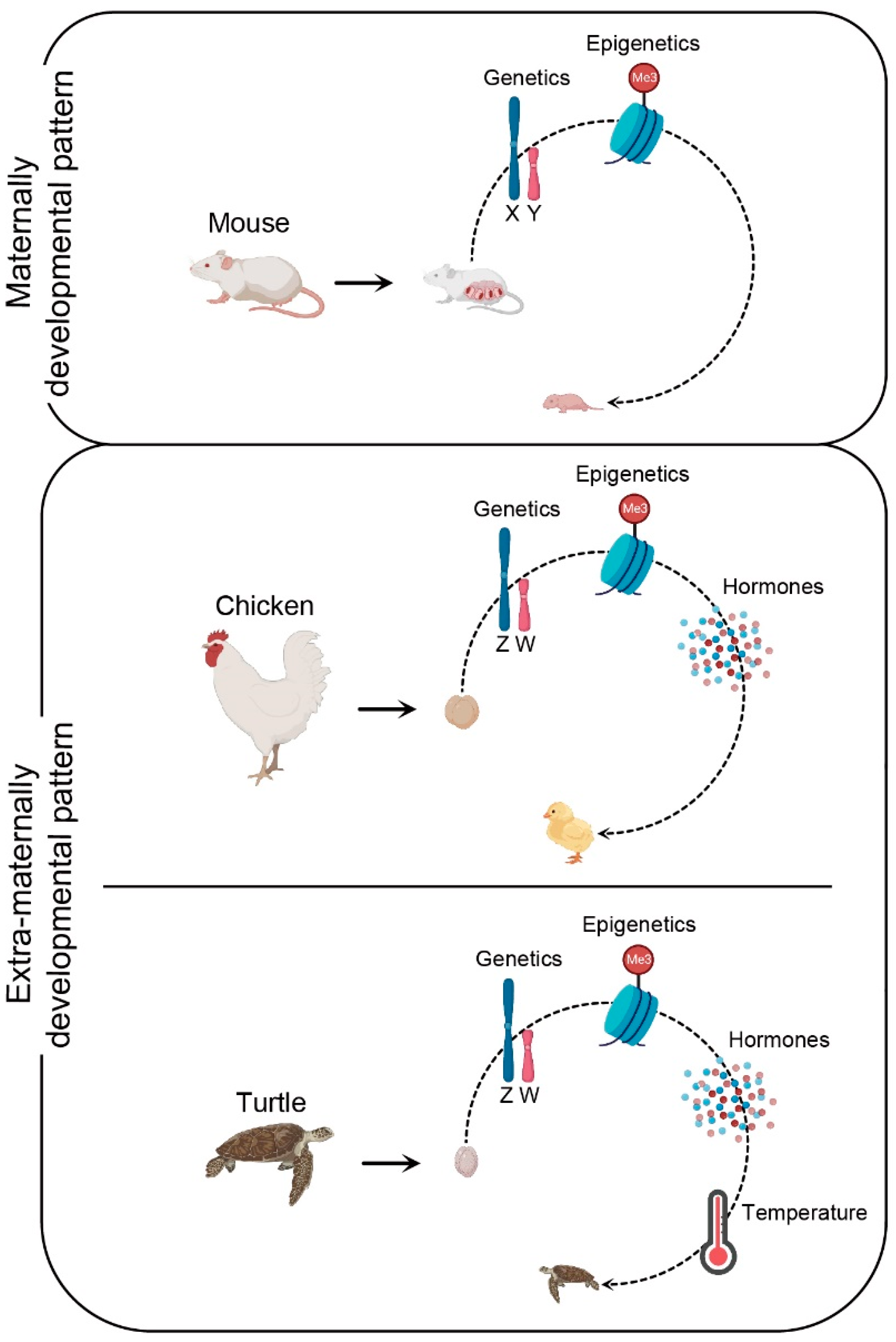 Ijms Free Full Text Overview Of Avian Sex Reversal