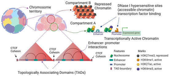 Chicken Erythrocyte: Epigenomic Regulation of Gene Activity