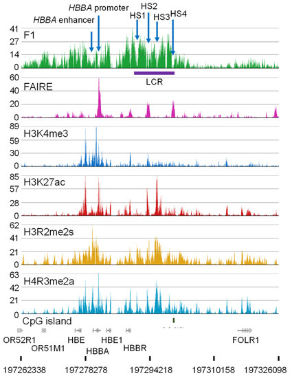 Chicken Erythrocyte: Epigenomic Regulation of Gene Activity