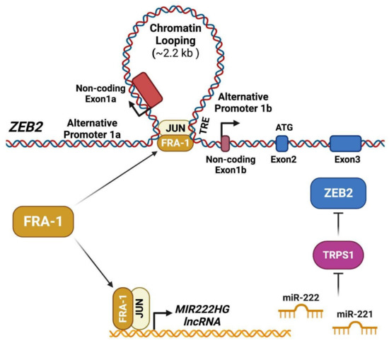 IJMS | Free Full-Text | FRA-1 as a Regulator of EMT and Metastasis in ...