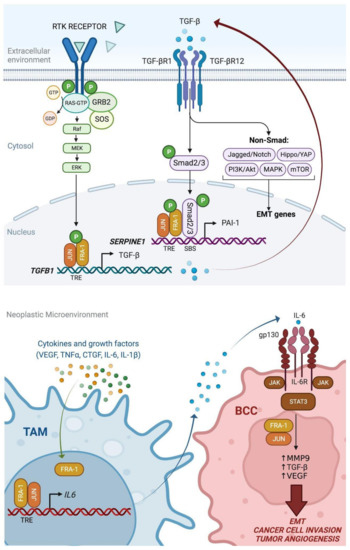 FRA-1 as a Regulator of EMT and Metastasis in Breast Cancer