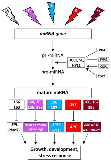 Light-Dependent Regulatory Interactions between the Redox System and miRNAs and Their ...