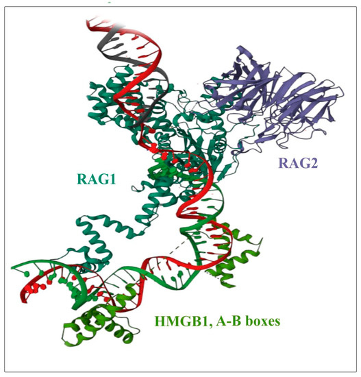 Structure and Functions of HMGB2 Protein