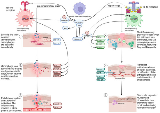 Biologic Mechanisms of Macrophage Phenotypes Responding to Infection ...