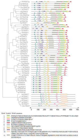 Molecular Characterization of Nine TRAF Genes in Yellow Catfish ...