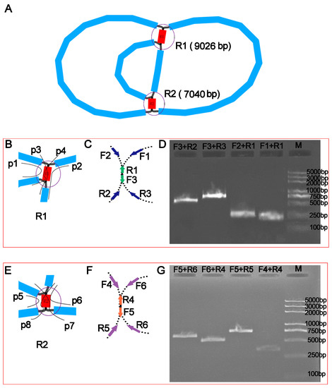 Assembly of the Complete Mitochondrial Genome of Pereskia aculeata ...