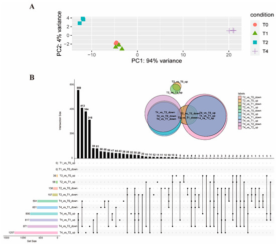 In Vitro Transcriptional Response of Eimeria tenella to Toltrazuril ...