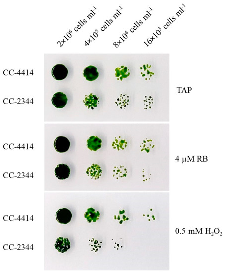 Palmelloid Formation and Cell Aggregation Are Essential Mechanisms for ...