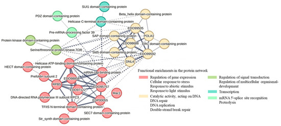 Palmelloid Formation and Cell Aggregation Are Essential Mechanisms for ...