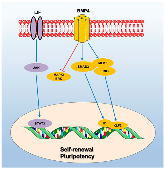 Molecular Mechanisms Underlying Pluripotency and Self-Renewal of Embryonic Stem Cells