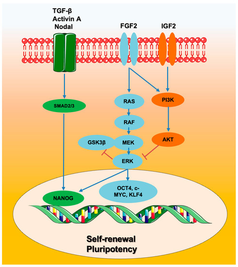 Molecular Mechanisms Underlying Pluripotency and Self-Renewal of Embryonic Stem Cells